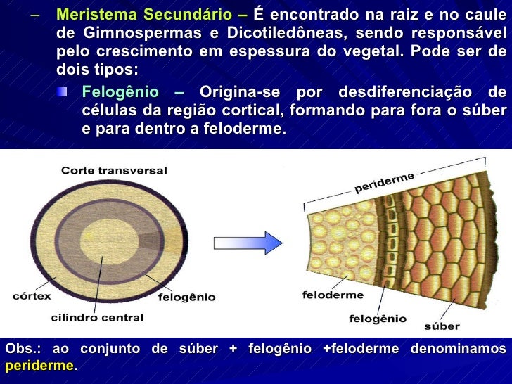 Histologia Vegetal