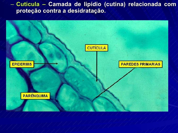 Histologia Vegetal