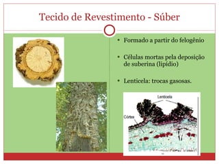 Histologia vegetal | PPT