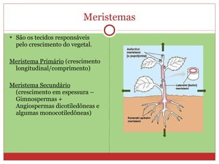 Histologia vegetal | PPT