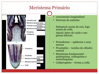 Histologia vegetal | PPT