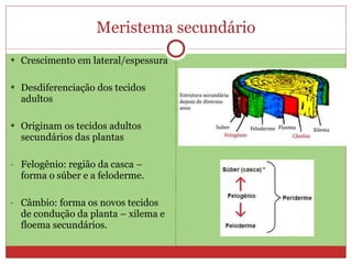 Histologia vegetal | PPT