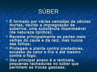 Histologia vegetal | PPT