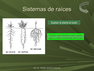 Histologia vegetal | PPT