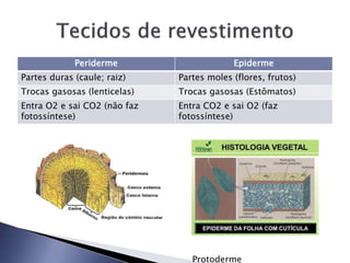 Histologia vegetal | PPTX | Gardening | Home & Garden