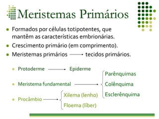 Histologia vegetal | PPTX
