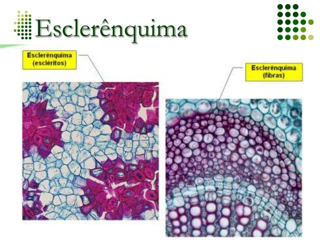 Histologia vegetal