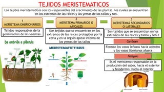 HISTOLOGIA VEGETAL.pptx