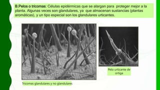 HISTOLOGIA VEGETAL.ppt