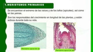 HISTOLOGIA VEGETAL.ppt