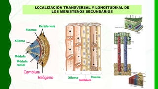 HISTOLOGIA VEGETAL.ppt