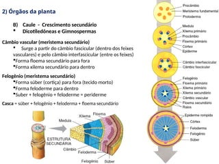 HISTOLOGIA VEGETAL - tecidos vegetais.ppt