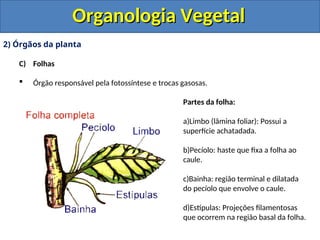 HISTOLOGIA VEGETAL - tecidos vegetais.ppt