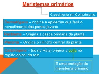 Histologia vegetal | PPTX