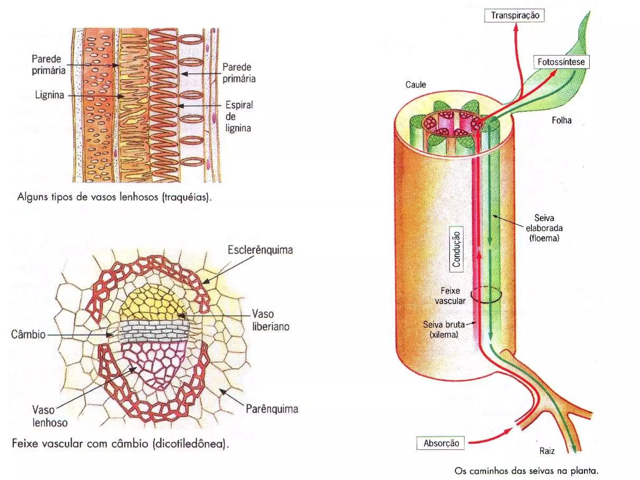 Histologia vegetal | PPT