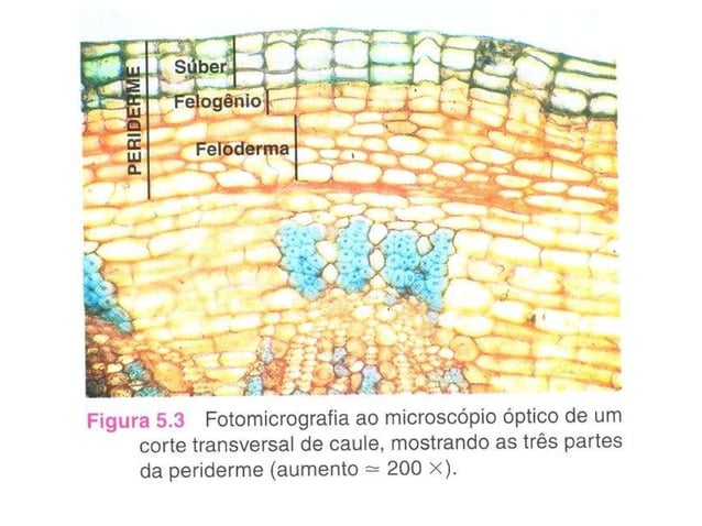 Histologia vegetal | PPT