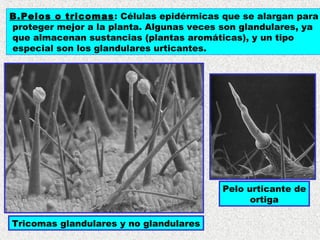 Histologia Vegetal III | PPT