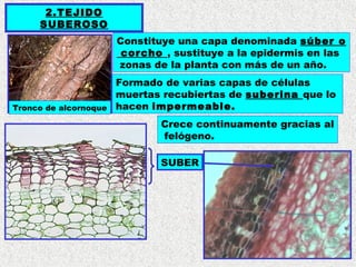 Histologia Vegetal III | PPT