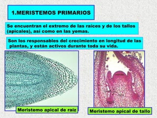 Histologia Vegetal III | PPT