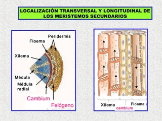 Histologia Vegetal III | PPT