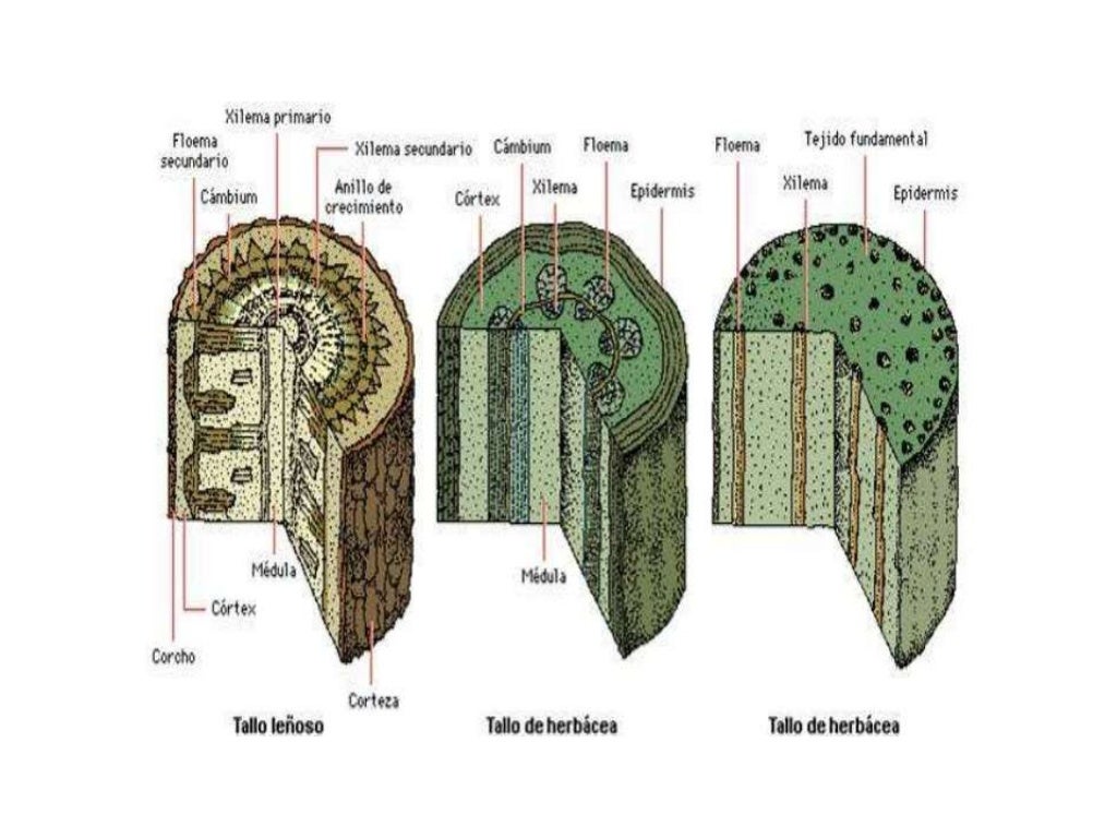 Histología vegetal