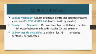 histologia y embriologia dental unidad2.pptx