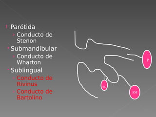 Histologia y embriologia bucodental.pdf