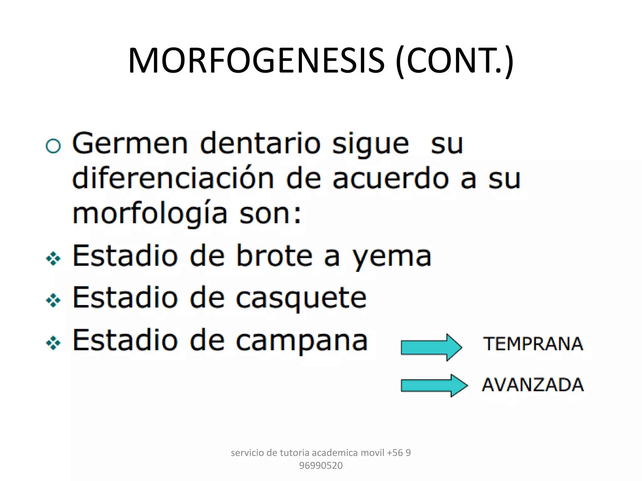 Histologia y embriologia del desarrollo de los dientes | PDF