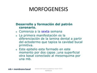 Histologia y embriologia del desarrollo de los dientes | PDF