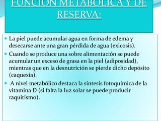 Histología y Fisiología de la Piel - Nancy Pisconte | PPTX