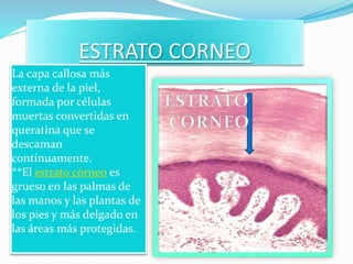 Histología y Fisiología de la Piel - Nancy Pisconte | PPTX