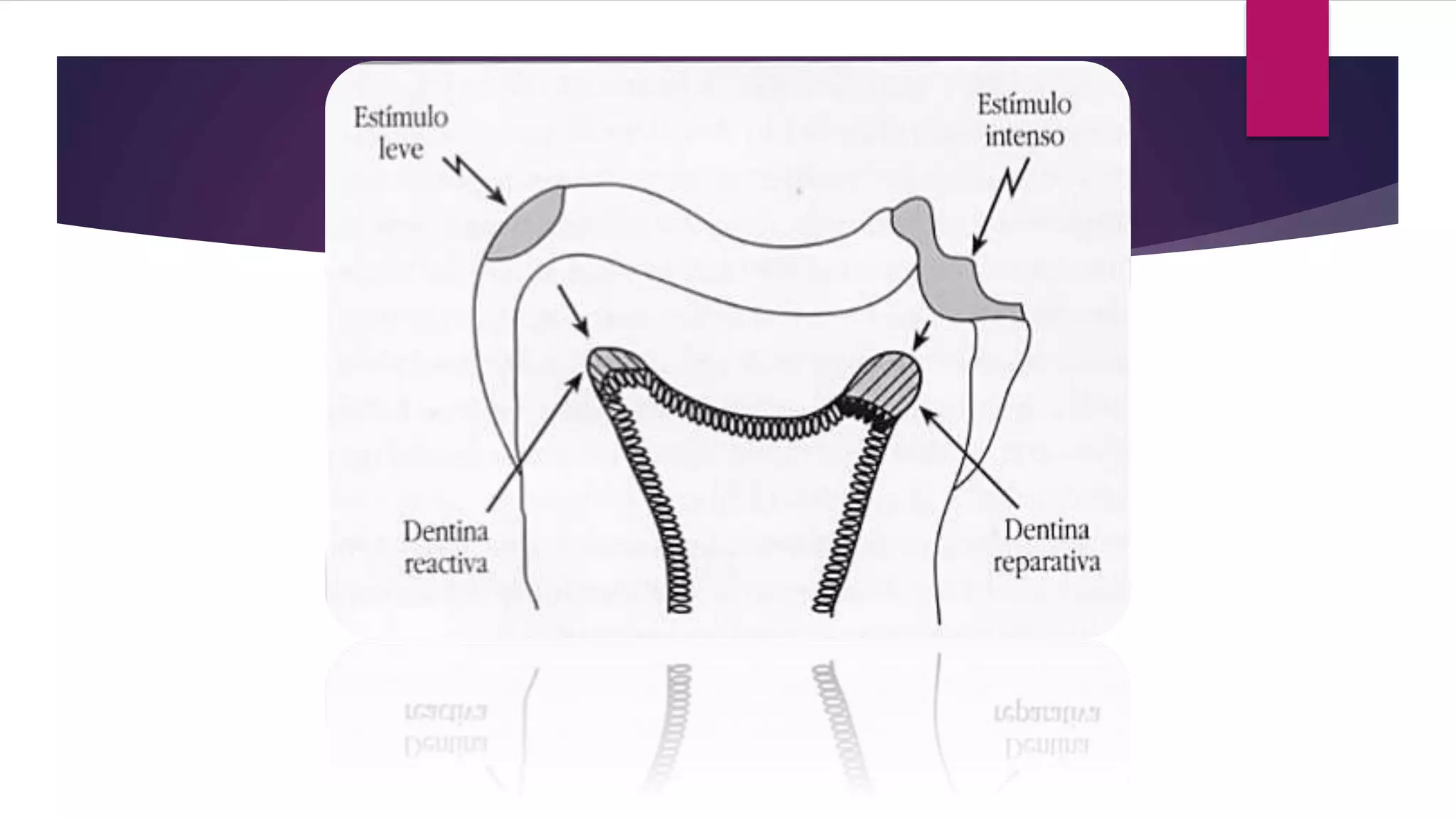 HISTOLOGÍA Y FISIOLOGIA DEL COMPLEJO DENTINO-PULPAR.pptx