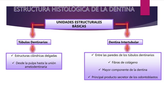 HISTOLOGÍA Y FISIOLOGIA DEL COMPLEJO DENTINO-PULPAR.pptx