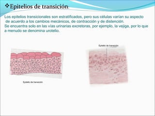 Histologia y Tejido | PPT