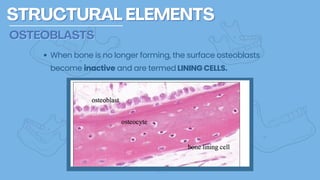 HISTOLOGIC-ARRANGEMENT-OF-MATURE-BONE.pdf