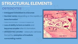 HISTOLOGIC-ARRANGEMENT-OF-MATURE-BONE.pdf
