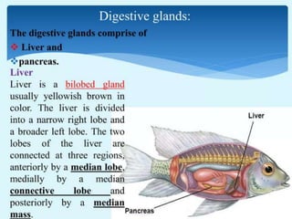Histological Characteristics of Alimentary canal in Fish and Blood Of ...