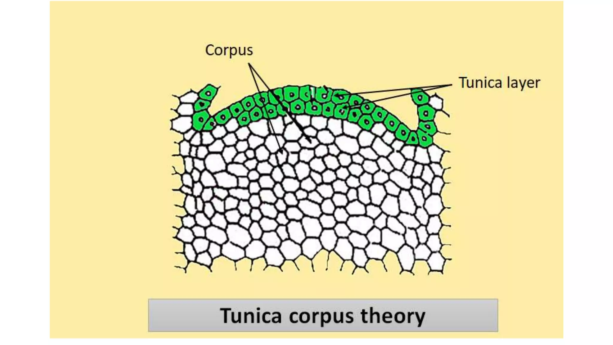 Histological organization of root and shoot apices | PPTX