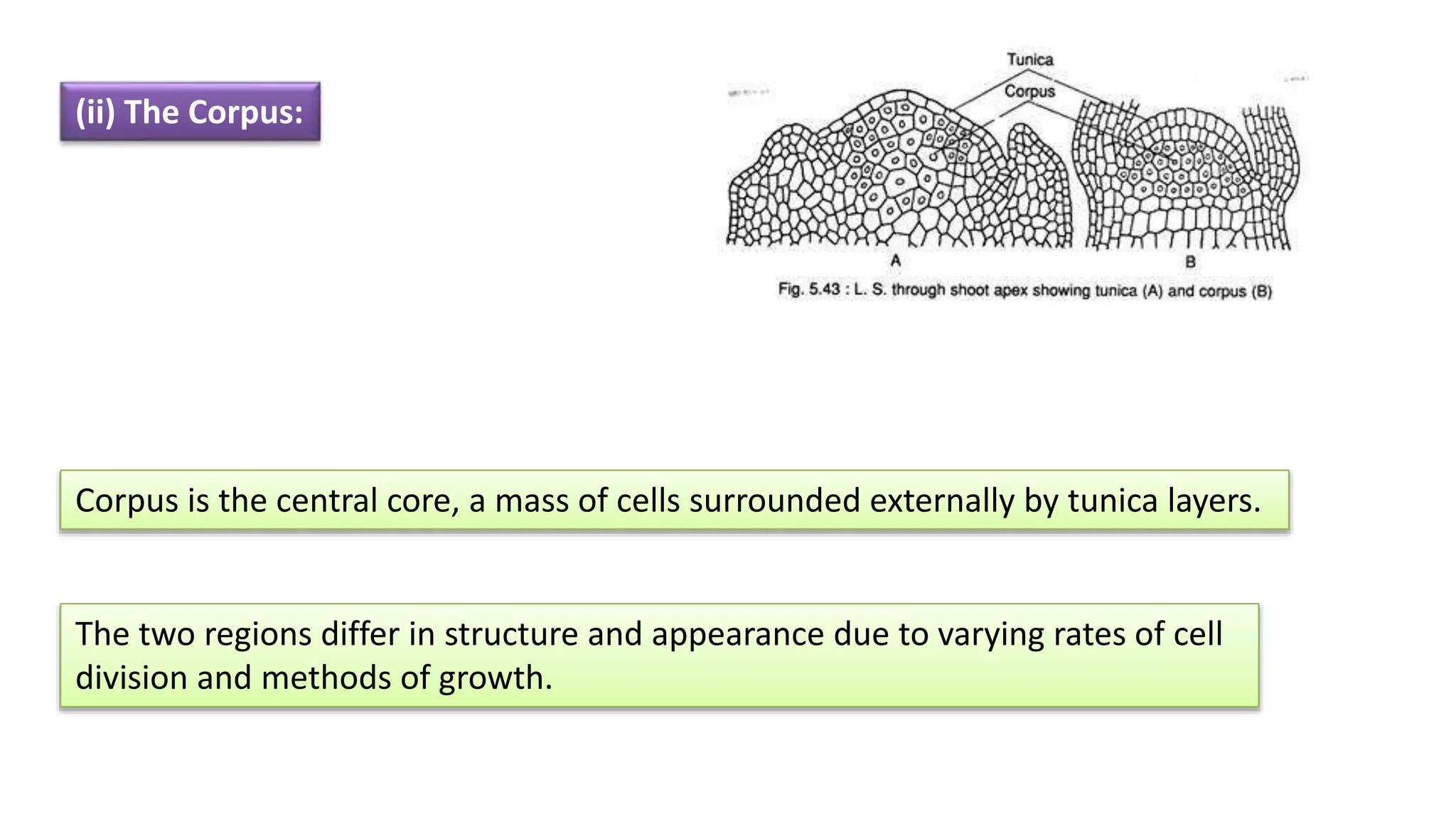 Histological organization of root and shoot apices | PPTX