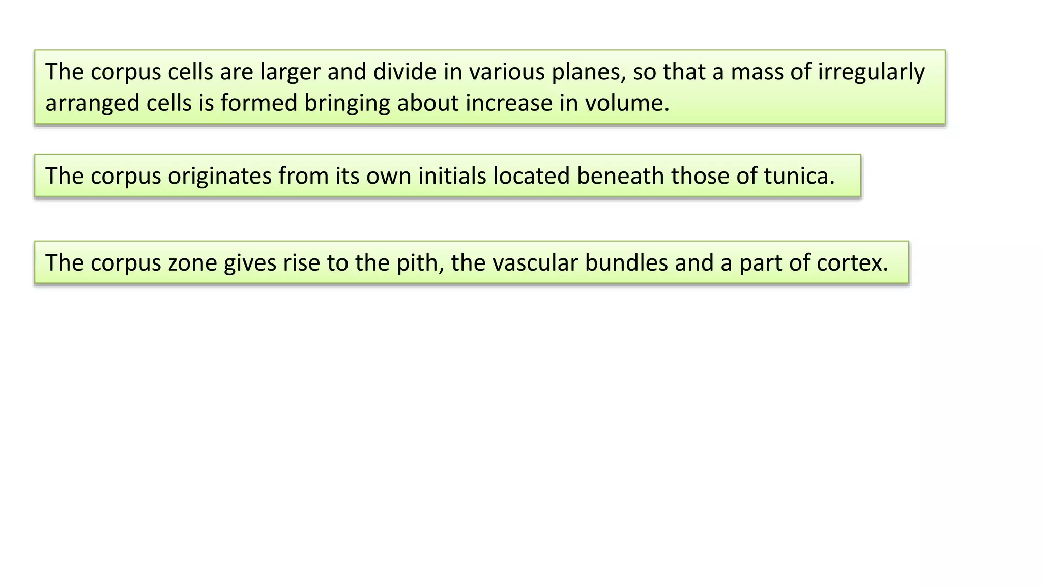Histological organization of root and shoot apices | PPTX