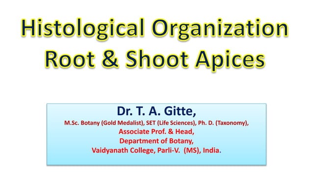Histological organization of root and shoot apices | PPTX | Gardening ...