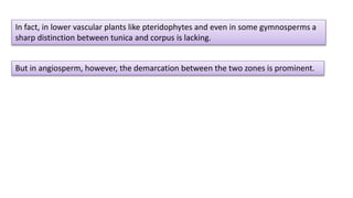 Histological organization of root and shoot apices | PPTX