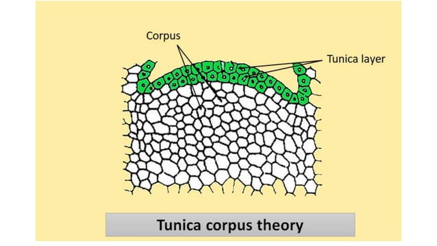 Histological organization of root and shoot apices | PPTX | Gardening ...