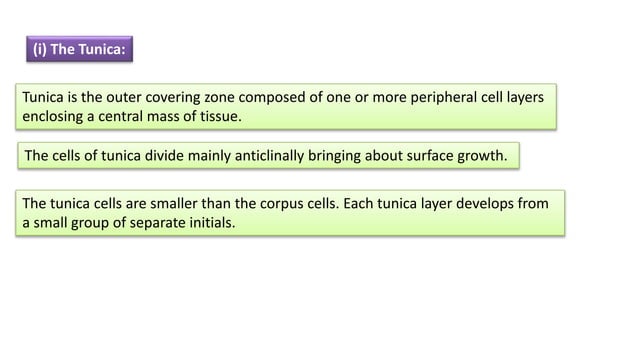 Histological organization of root and shoot apices | PPTX | Gardening ...