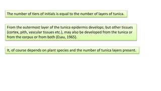 Histological organization of root and shoot apices | PPTX
