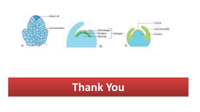 Histological organization of root and shoot apices | PPTX | Gardening ...