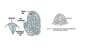 Histological organization of root and shoot apices | PPTX