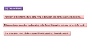 Histological organization of root and shoot apices | PPTX
