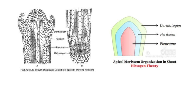 Histological organization of root and shoot apices | PPTX | Gardening ...