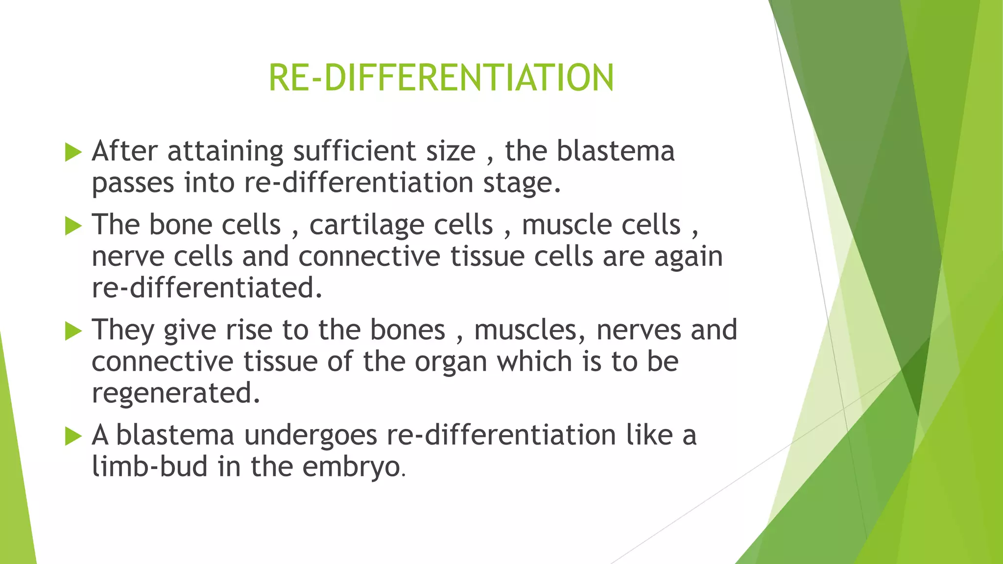 Histological processes during regeneration | PPTX